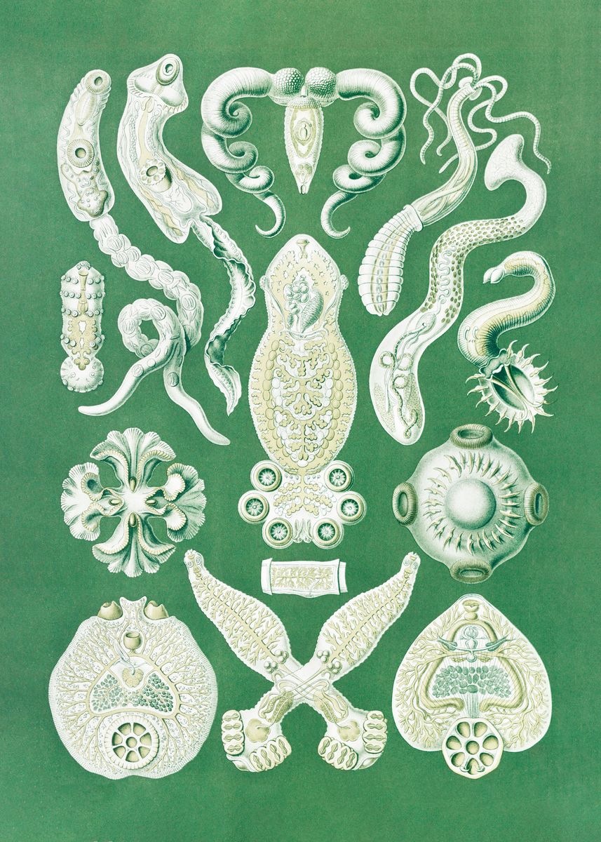 'Platodes Plate animals' Poster, picture, metal print, paint by ...