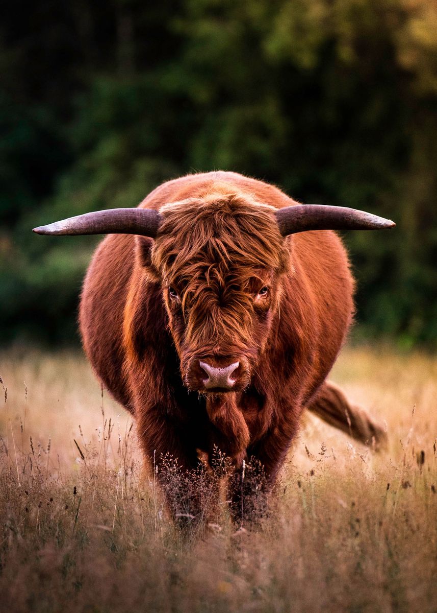 'Beautiful highlander' Poster by BasLeroy | Displate