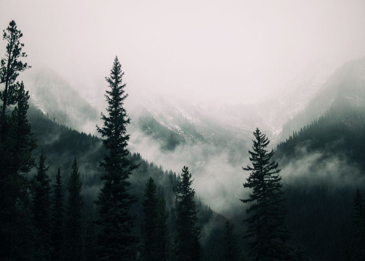 'Dark Forest' Poster by Conceptual Photography | Displate