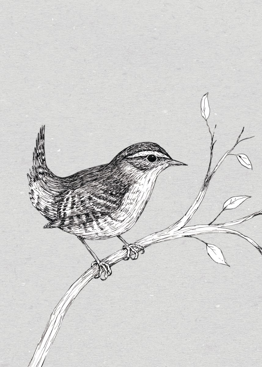 ' Wren pen drawing' Poster by Bianca Wisseloo | Displate
