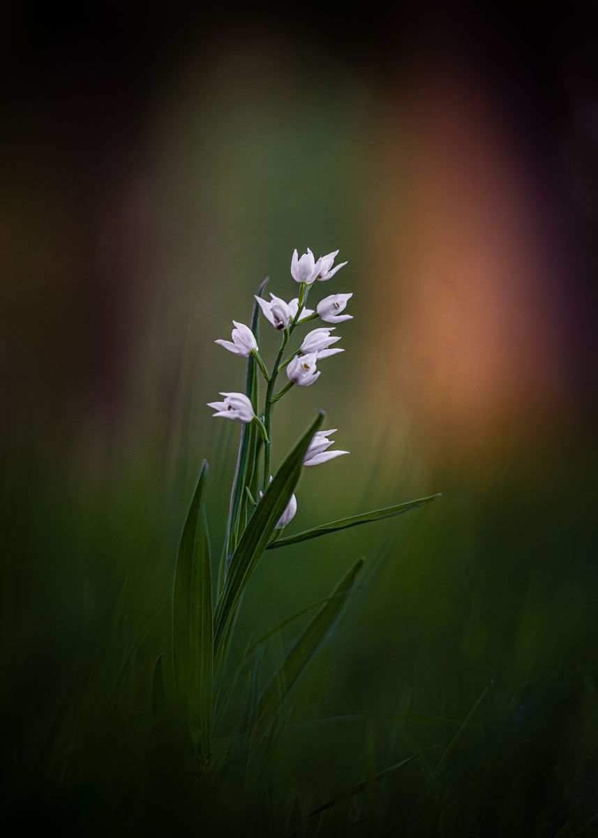 'White orchid' Poster by Wiktor Borozdin | Displate