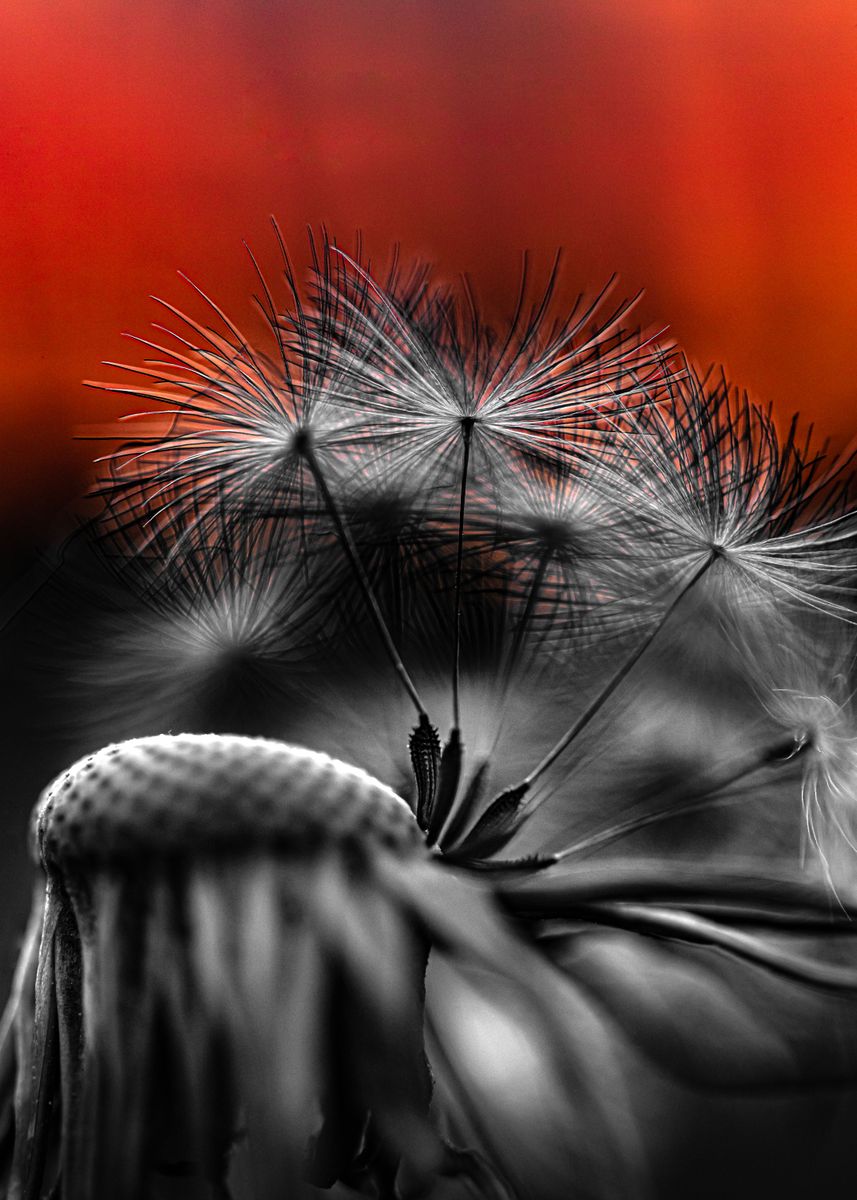 'Dark dandelion' Poster, picture, metal print, paint by Wiktor Borozdin ...