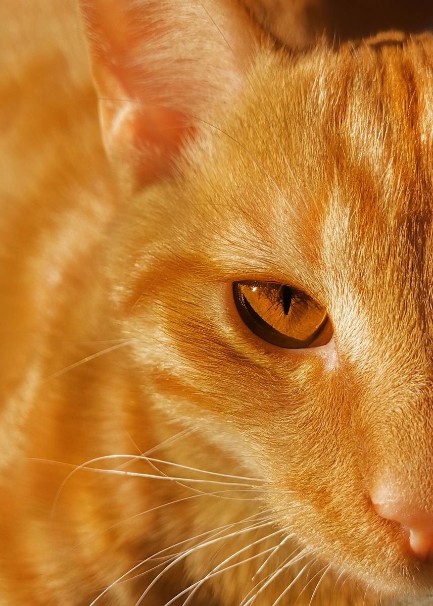 'Quitte' Poster, picture, metal print, paint by Avelie | Displate