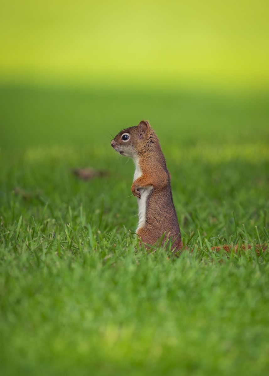 'Young Squirrel' Poster by Dionnisios Xenos | Displate