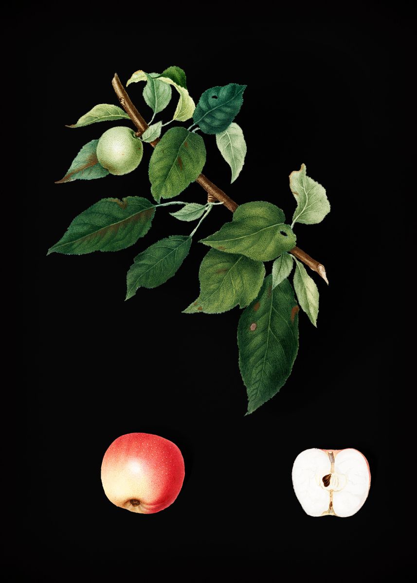 'Vintage Apple Fruit Food' Poster, picture, metal print, paint by Holy ...