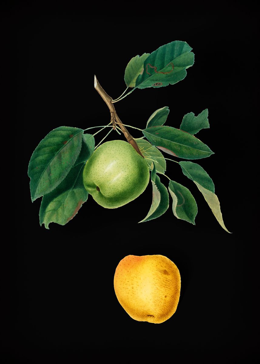 'Vintage Apple Fruit Food' Poster, picture, metal print, paint by Holy ...