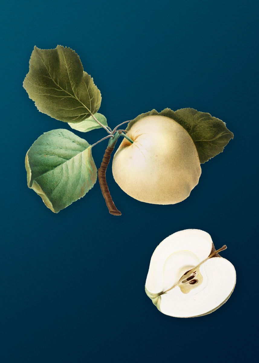 'Vintage Astracan Apple Art' Poster, picture, metal print, paint by ...