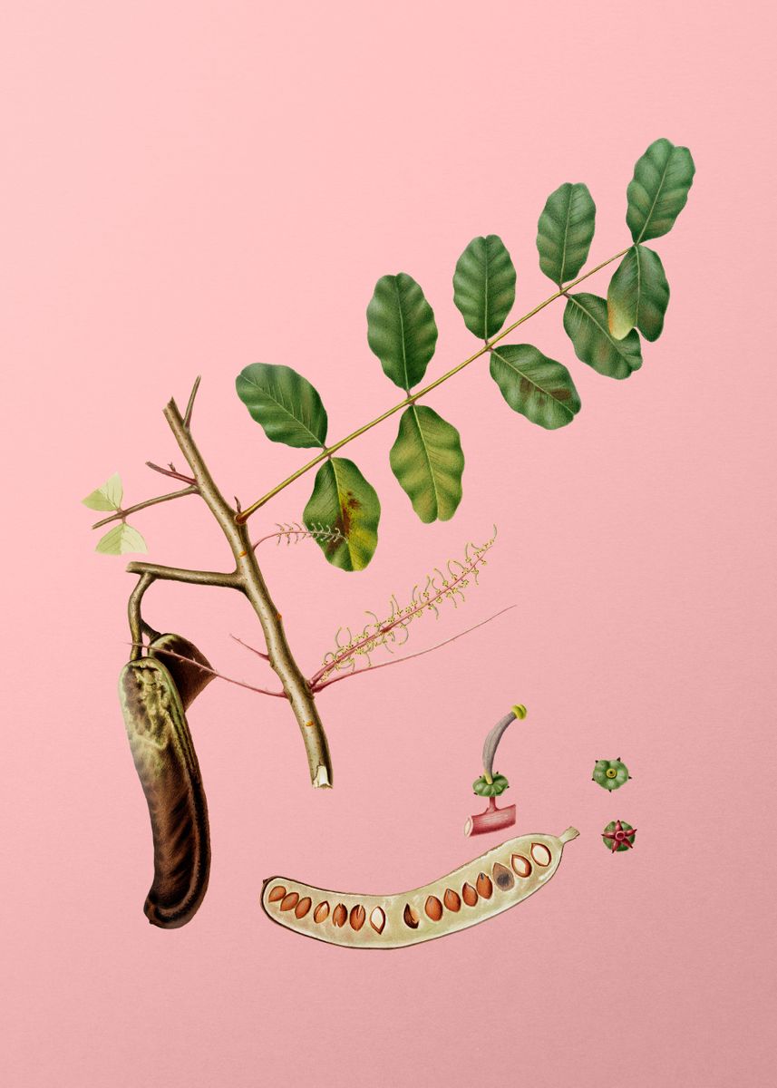 'Vintage Carob Fruits Food' Poster, picture, metal print, paint by Holy ...