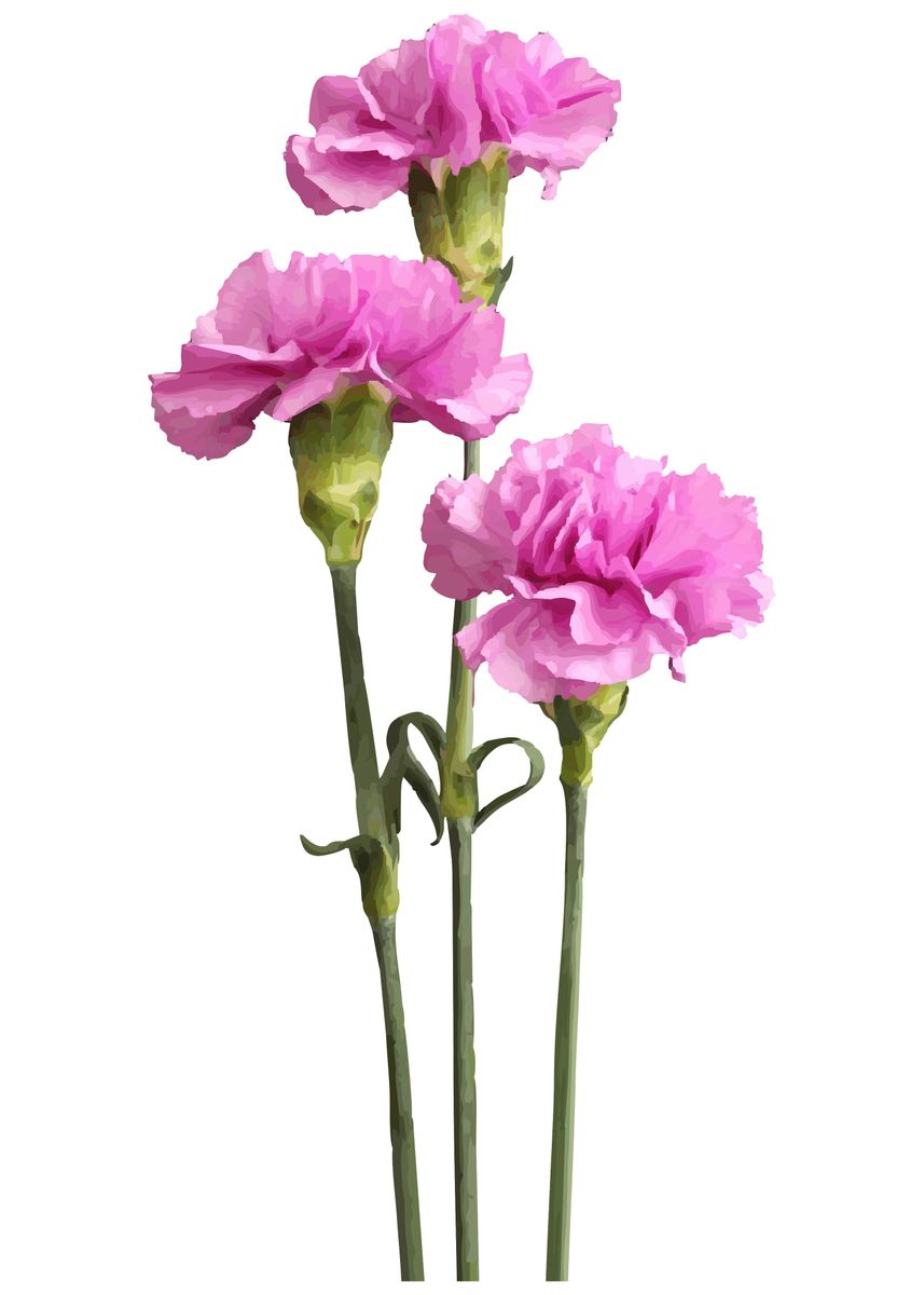 'Carnations ' Poster, picture, metal print, paint by Green Goblin ...