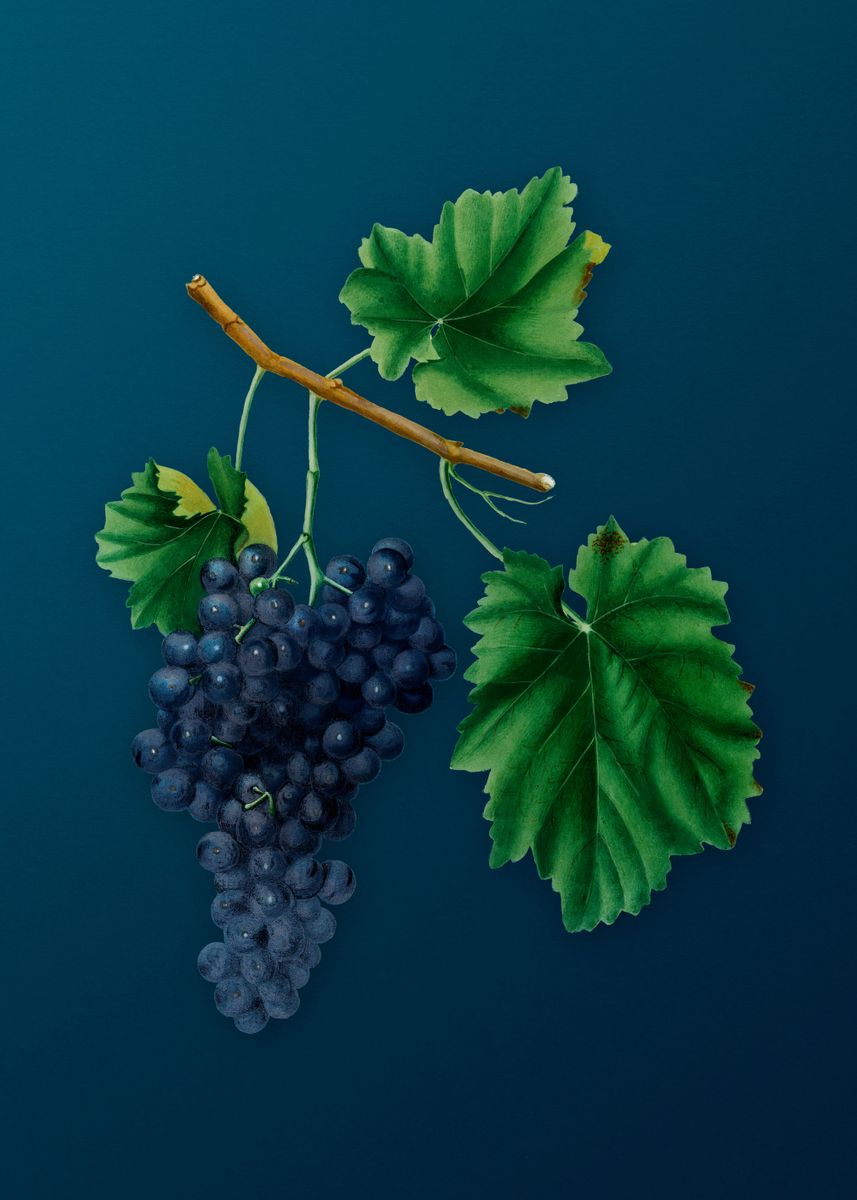 'Vintage Lacrima Grapes Art' Poster by Holy Rock Design | Displate