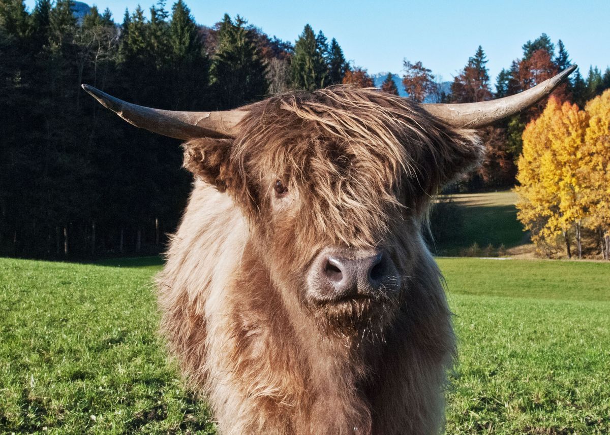 'Cute Highland Cow 2' Poster by Anita's & Bella's Art | Displate
