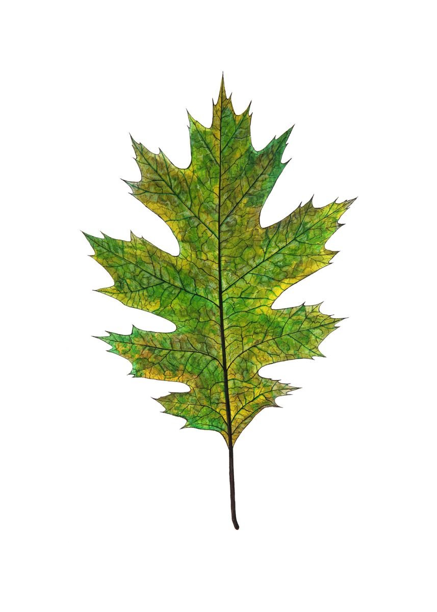 'Oak leaf' Poster, picture, metal print, paint by Plim | Displate