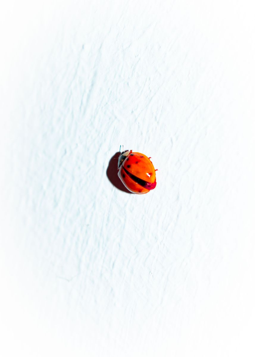 'Ladybug Point On Canvas' Poster, picture, metal print, paint by Denis ...