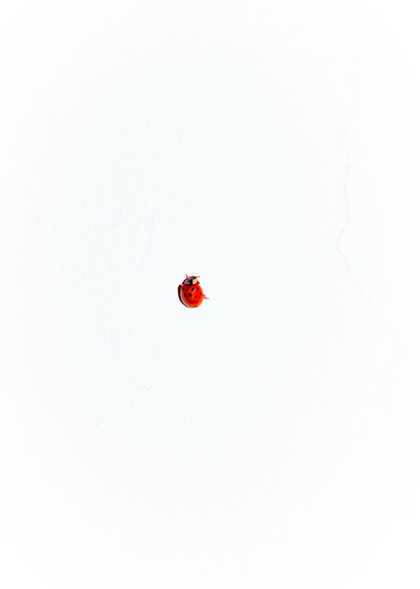 'Ladybug Point On Canvas' Poster, picture, metal print, paint by Denis ...