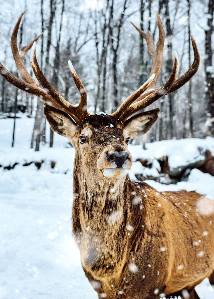 'The magnificent Deer' Poster by Jane Lovering | Displate