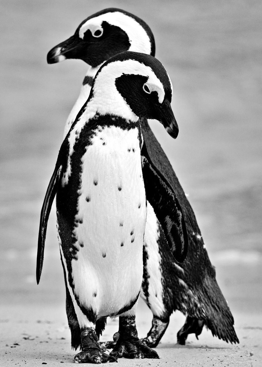 'Two cute penguins' Poster, picture, metal print, paint by Jane ...