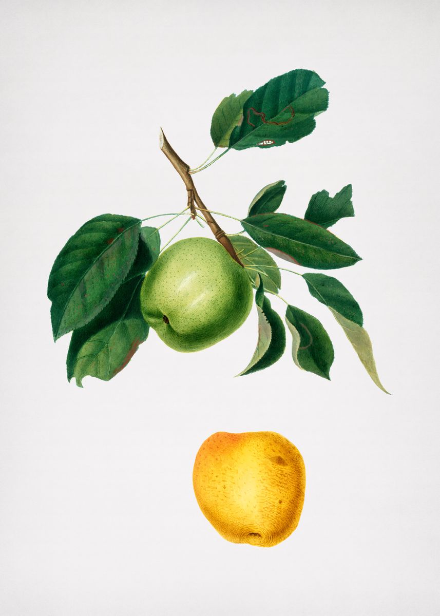 'Vintage Apple Fruit Poster' Poster by Holy Rock Design | Displate