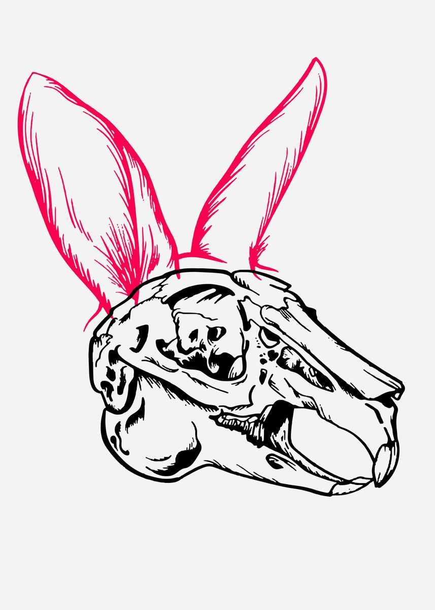Rabbit Skull