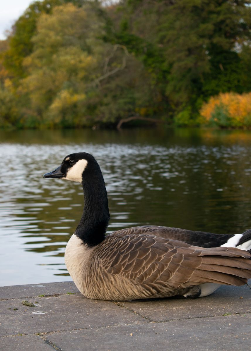 'Goose' Poster, picture, metal print, paint by MyLuckyCharms | Displate