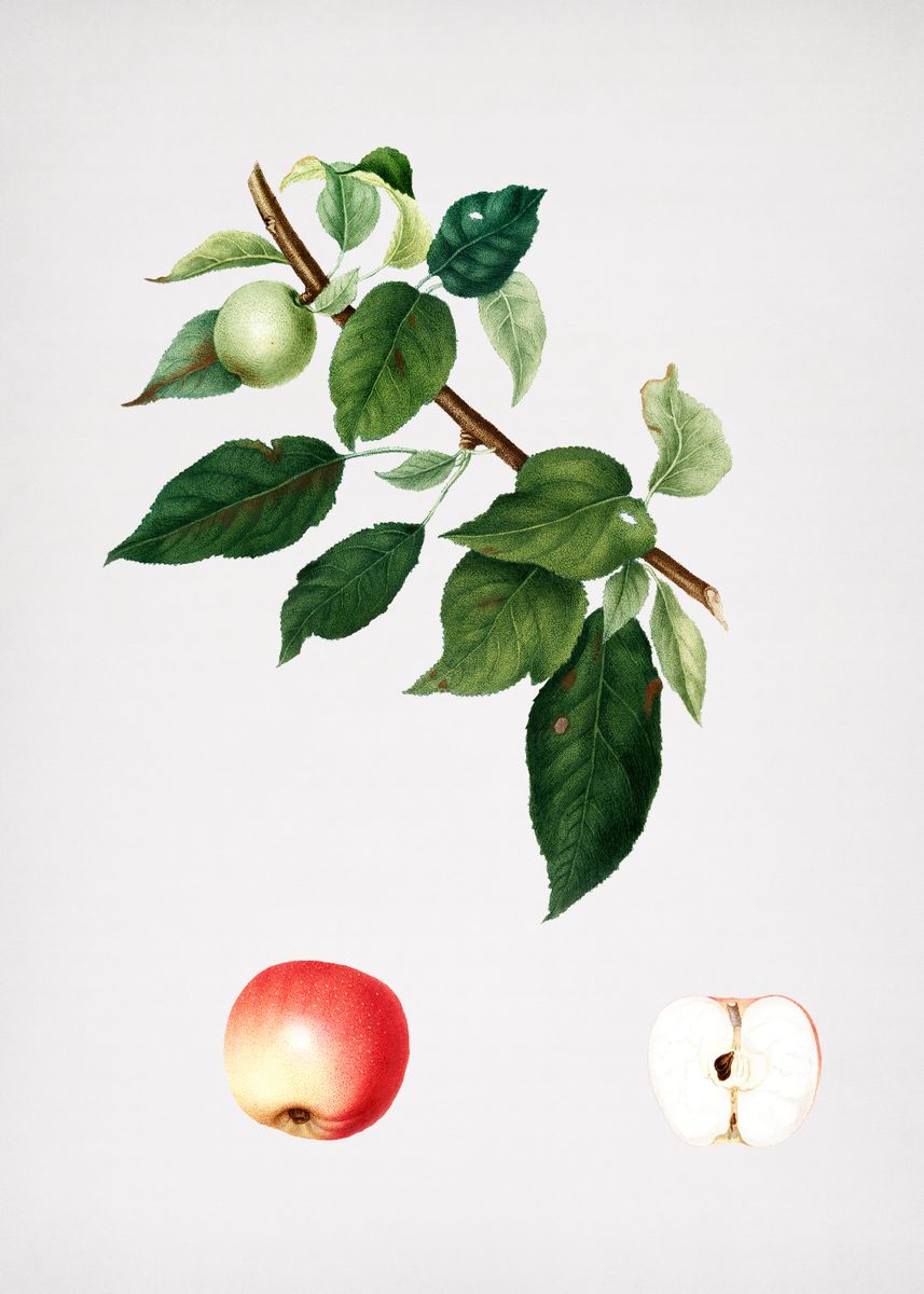 'Vintage Apple Fruit Poster' Poster by Holy Rock Design | Displate