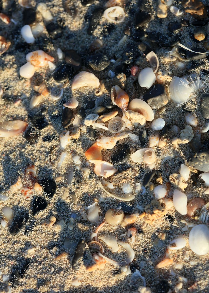 'Shells close up Elafonisi' Poster by BakalaeroZz Photography | Displate