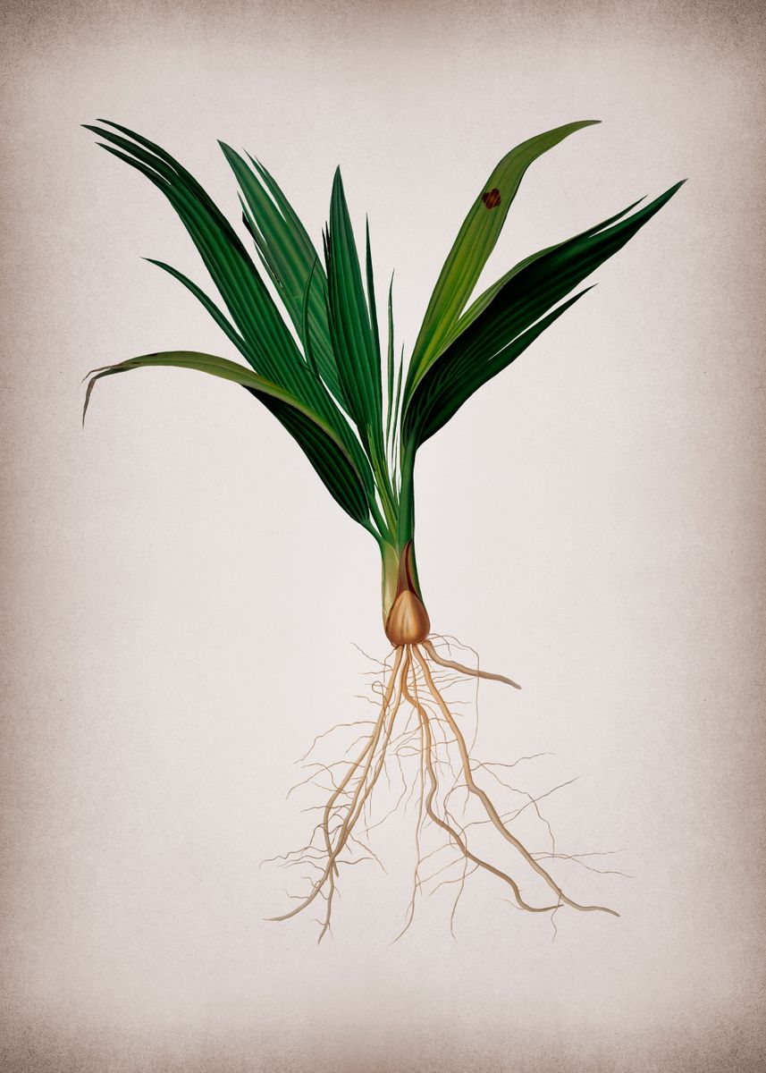 'Vintage Date Palm Tree Art' Poster by Holy Rock Design | Displate