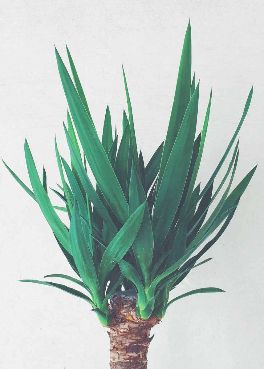 'Yucca' Poster, picture, metal print, paint by Cassia Beck | Displate