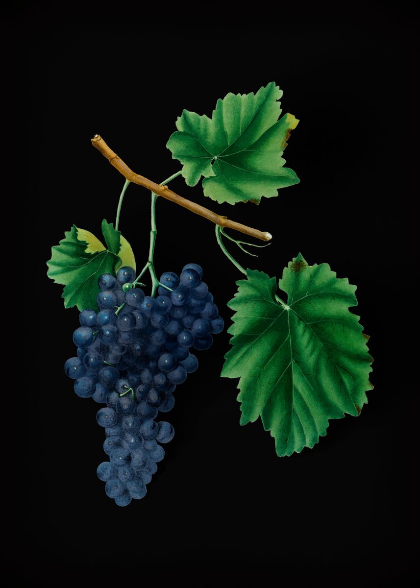 'Vintage Lacrima Grapes Art' Poster, picture, metal print, paint by ...
