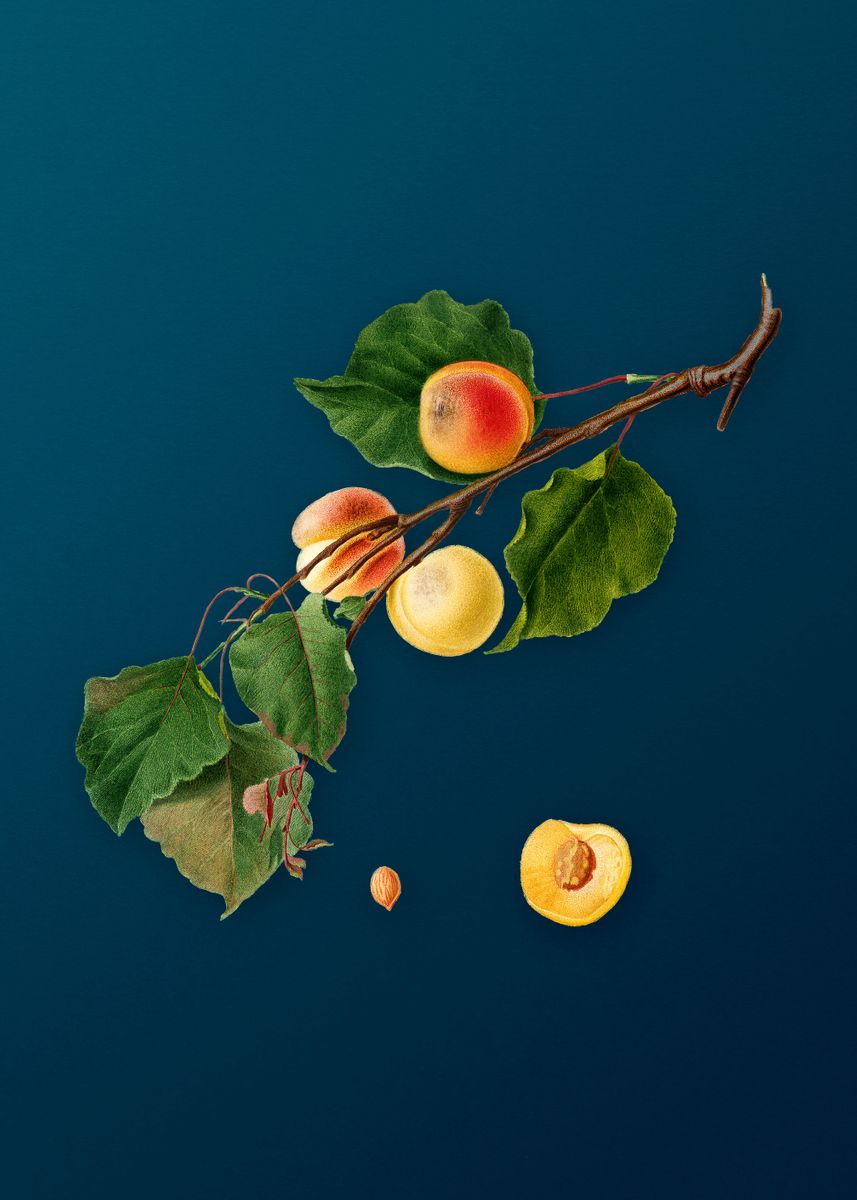 'Vintage Peach Fruit Poster' Poster by Holy Rock Design | Displate