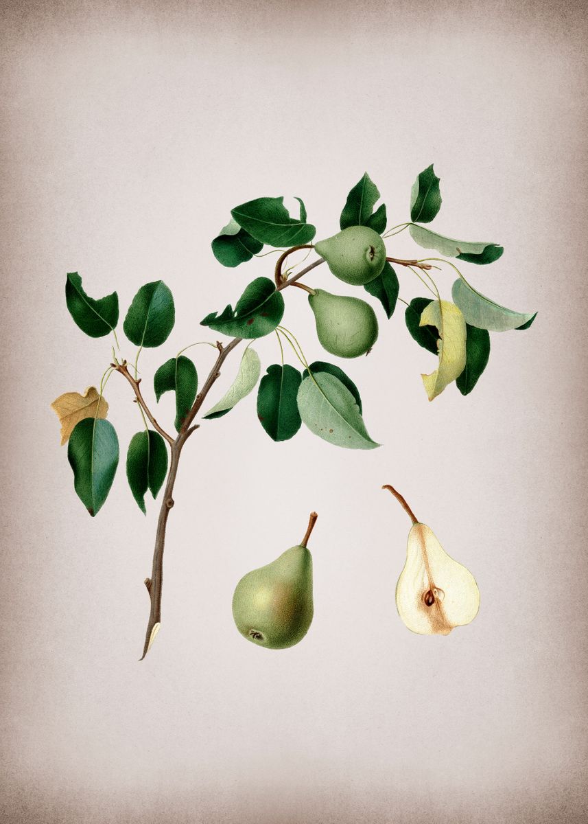 'Vintage Pear Fruit Poster' Poster by Holy Rock Design | Displate