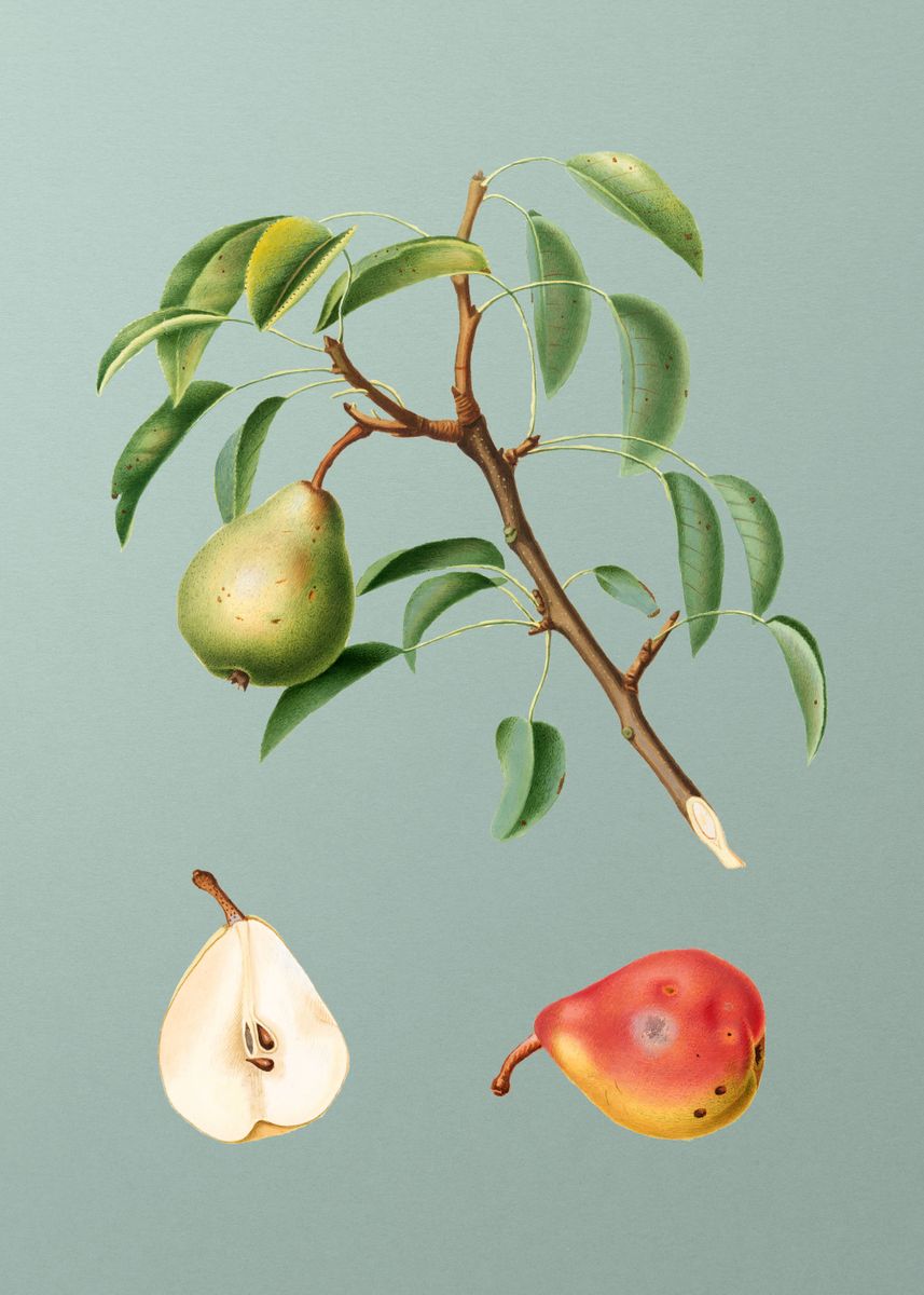 'Vintage Pear Fruit Poster' Poster, picture, metal print, paint by Holy ...