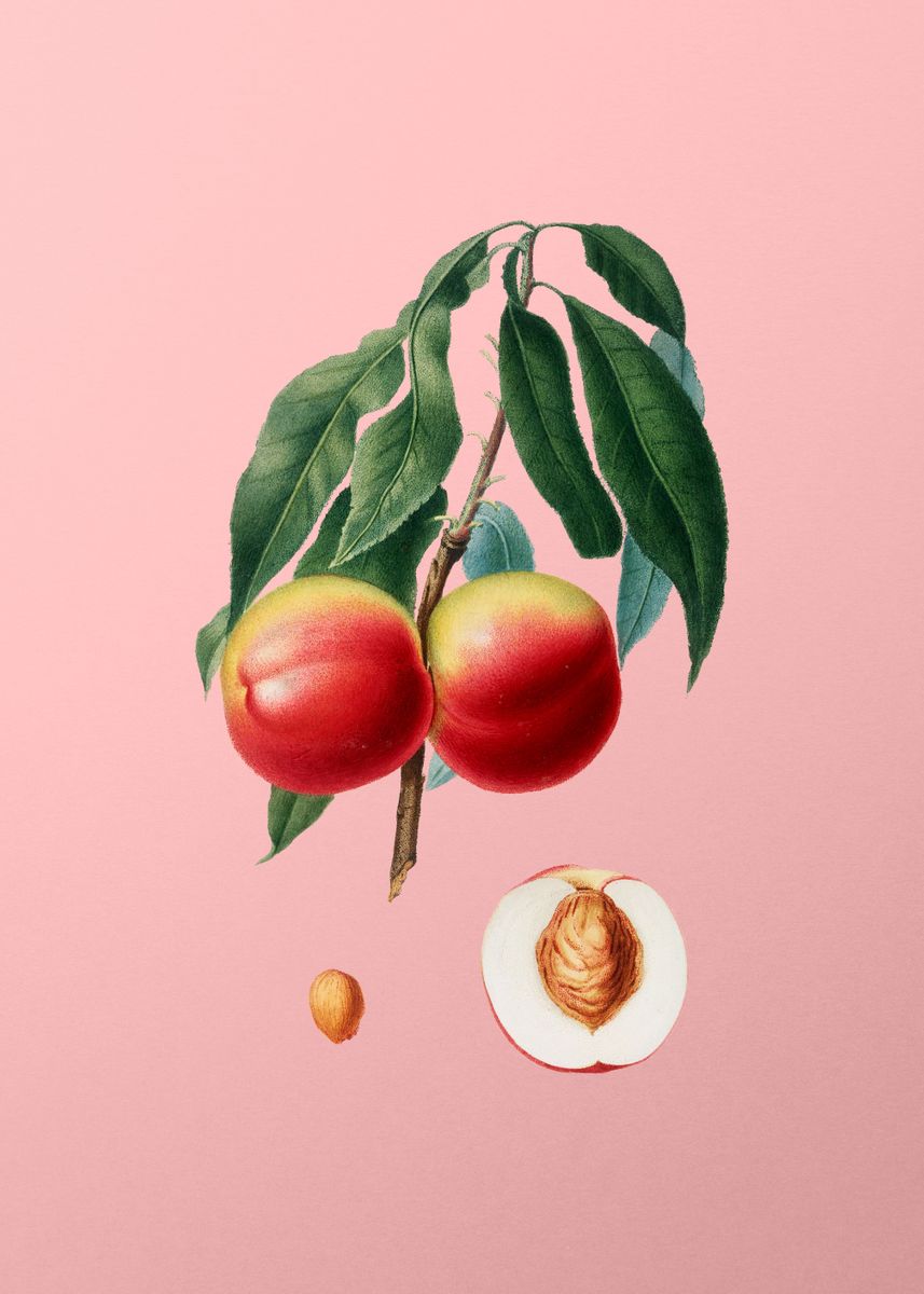 'Vintage Peach Fruit Poster' Poster, picture, metal print, paint by ...