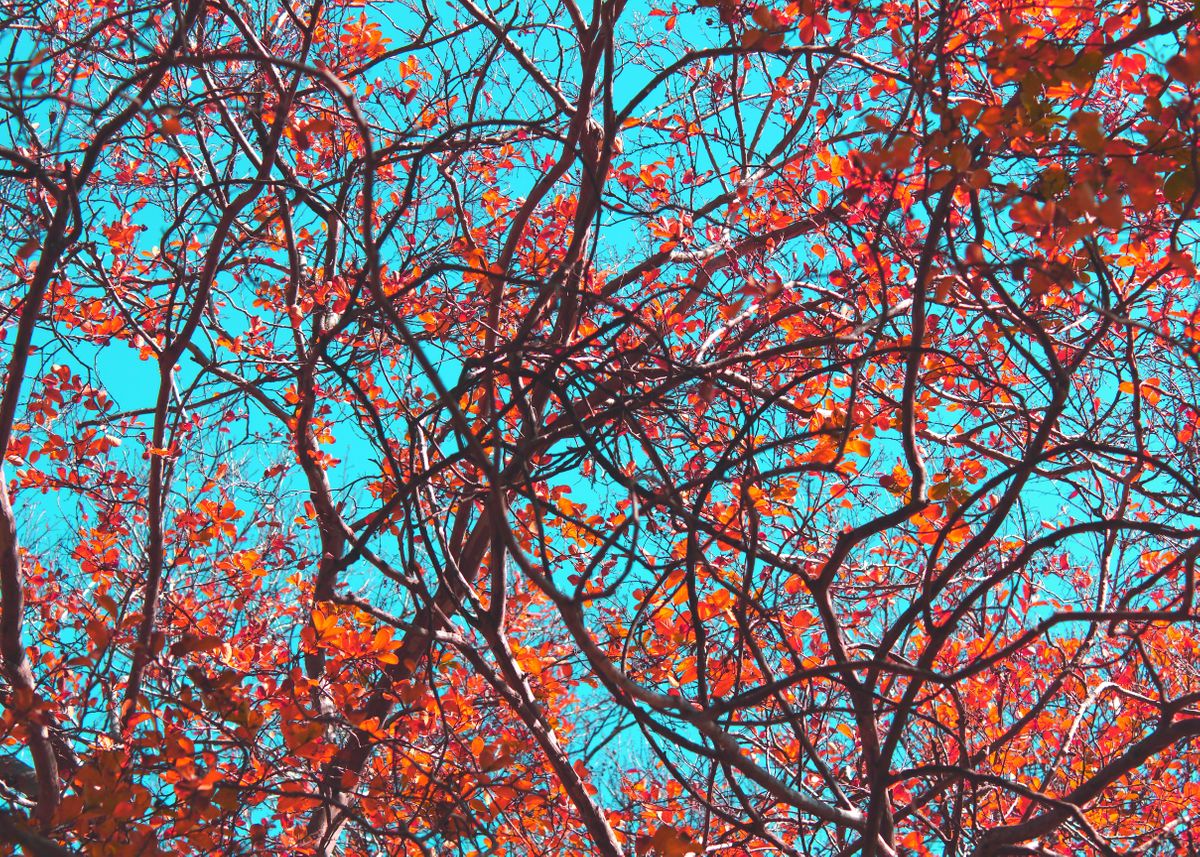 'Colourful Branches' Poster by Geek Zen | Displate