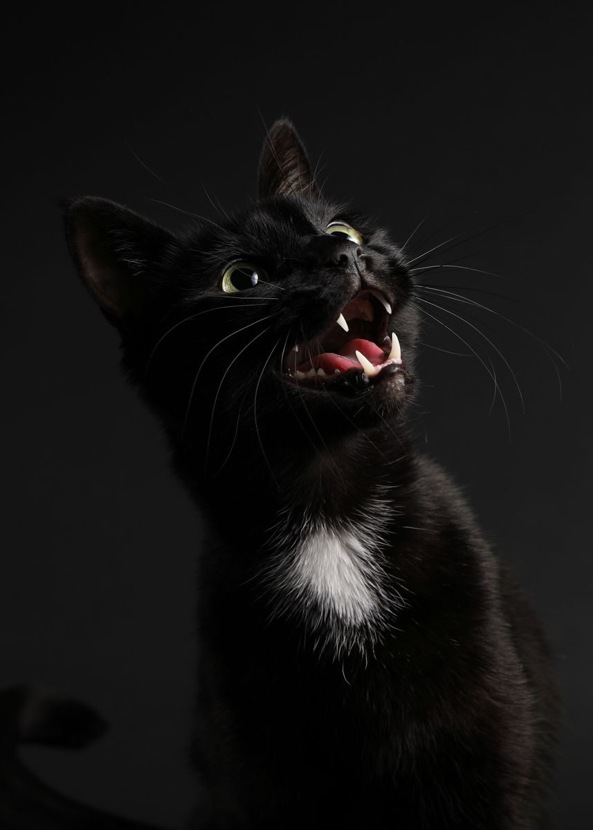 'Loki Cat' Poster, picture, metal print, paint by Morrigan | Displate