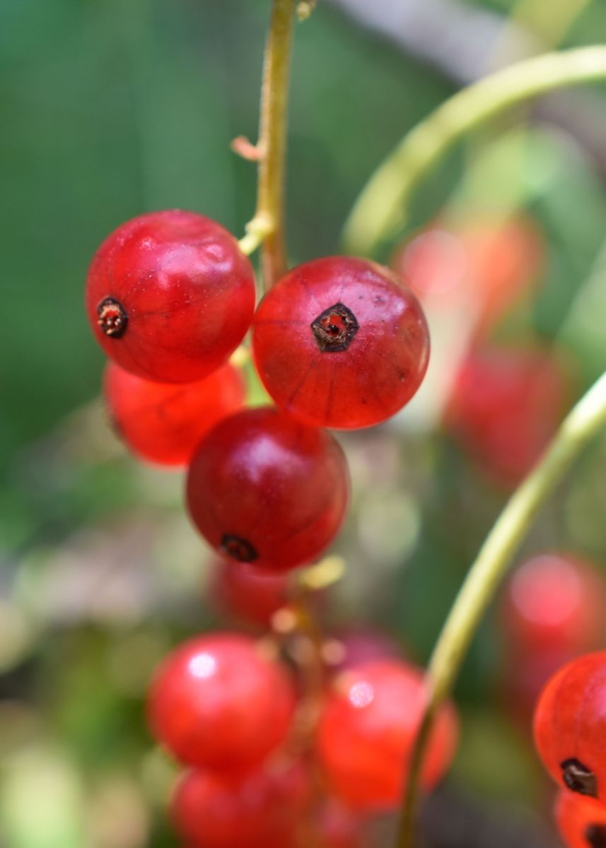 'currant' Poster, picture, metal print, paint by LeewardDesign | Displate