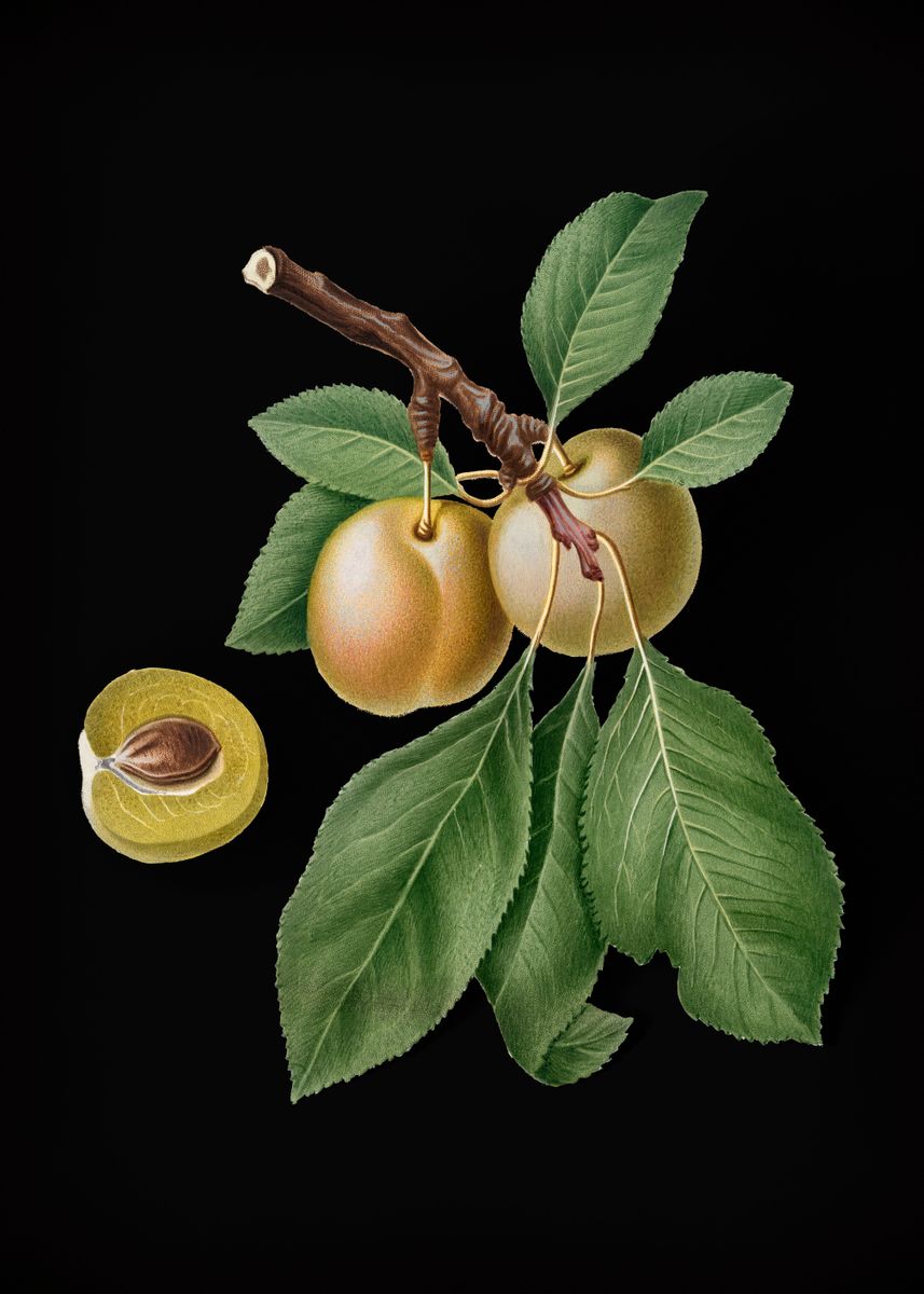'Vintage Prune Fruit Poster' Poster by Holy Rock Design | Displate