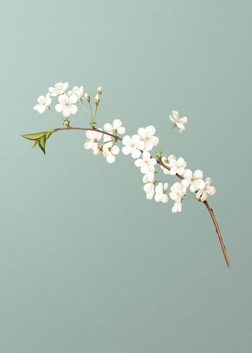 'Vintage Amarena Cherry Fru' Poster, picture, metal print, paint by ...