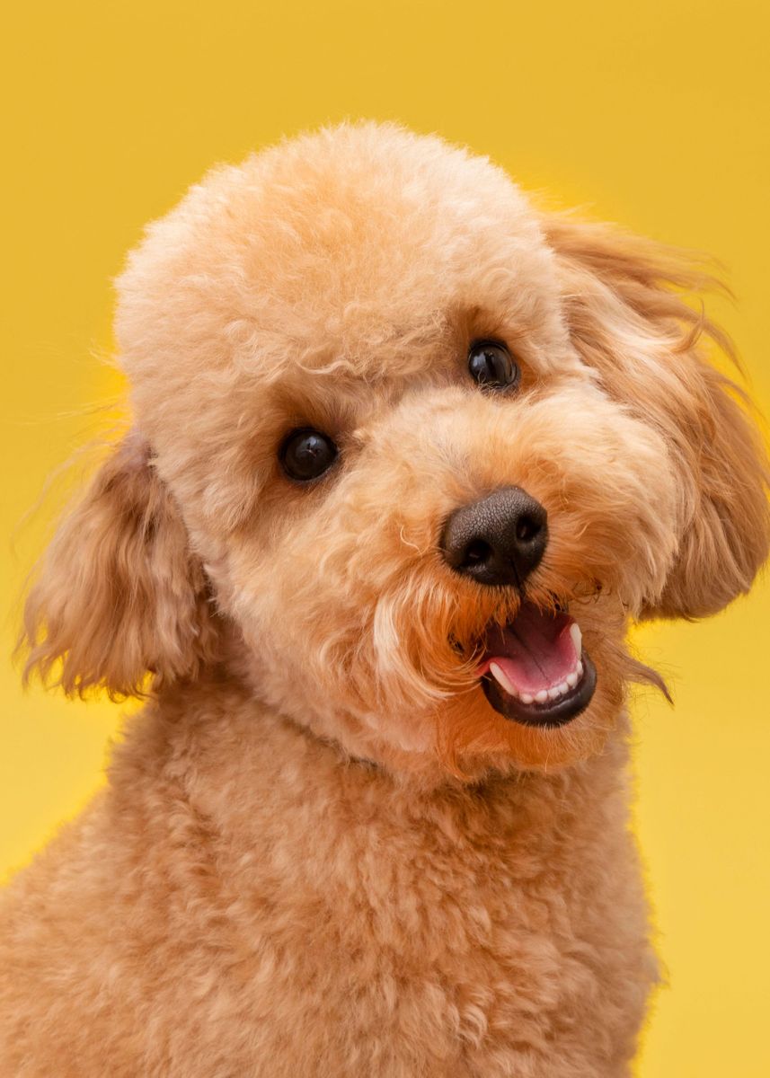 'Smiley dog' Poster, picture, metal print, paint by Queensy Collin ...