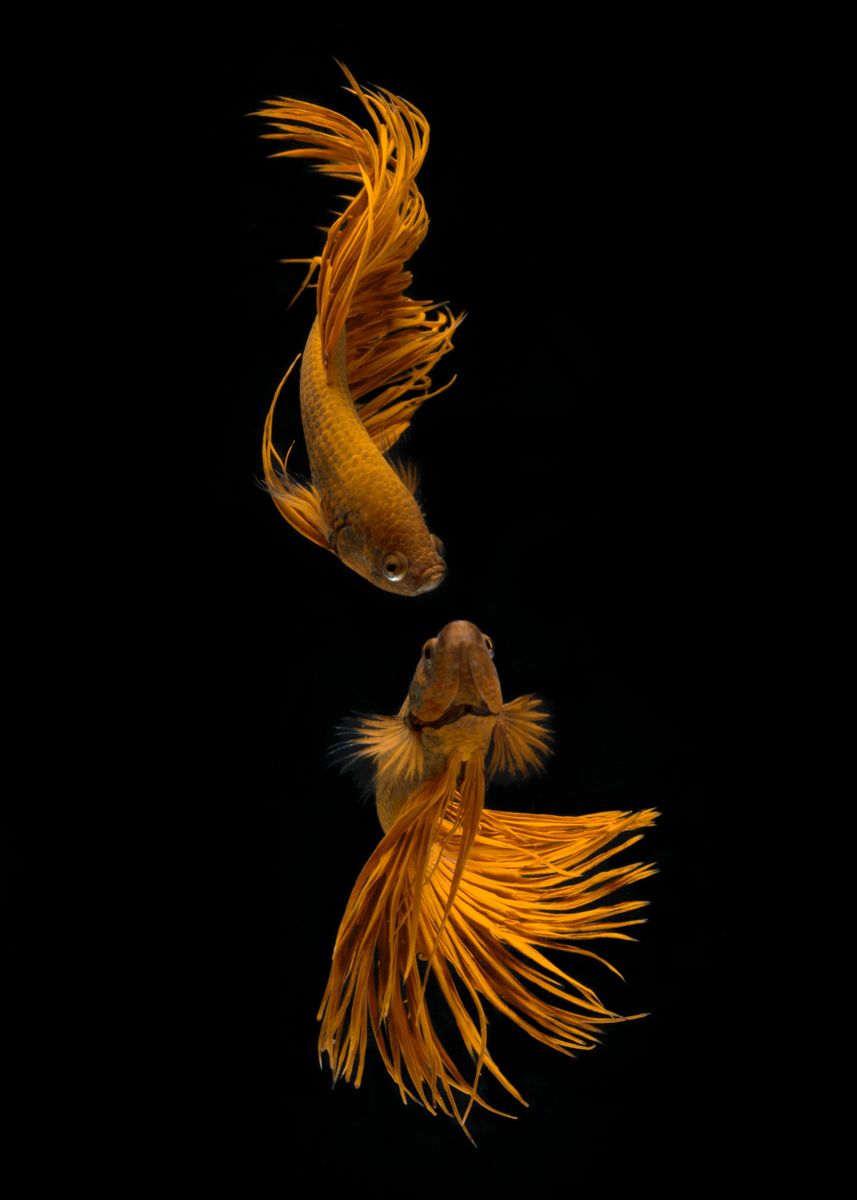 'Two Golden Fish' Poster, picture, metal print, paint by World Class ...