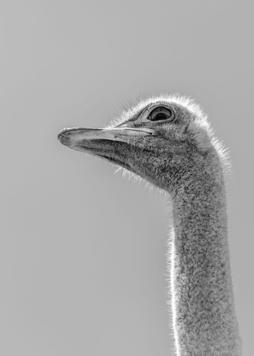 'Ostrich ' Poster by Ava Peattie | Displate