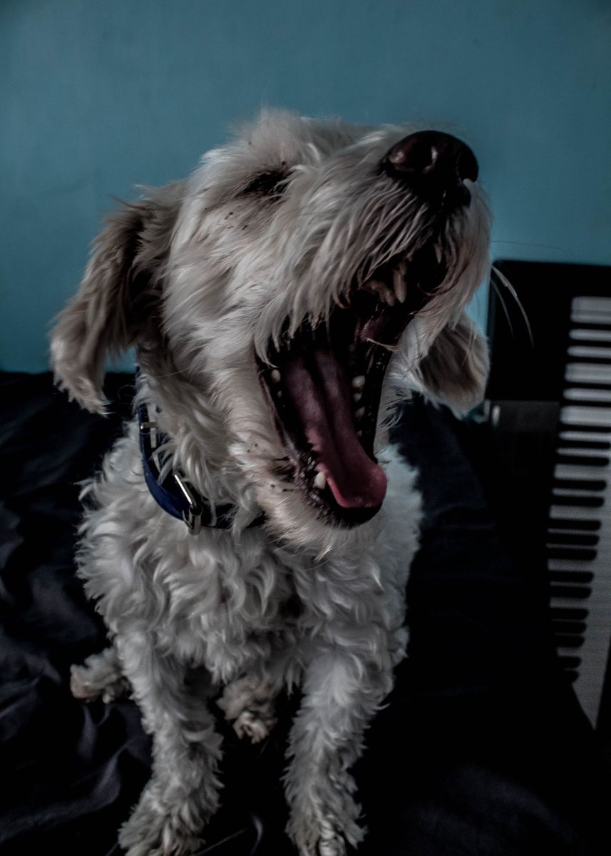 'Dog' Poster by Alejandro Lomeli | Displate