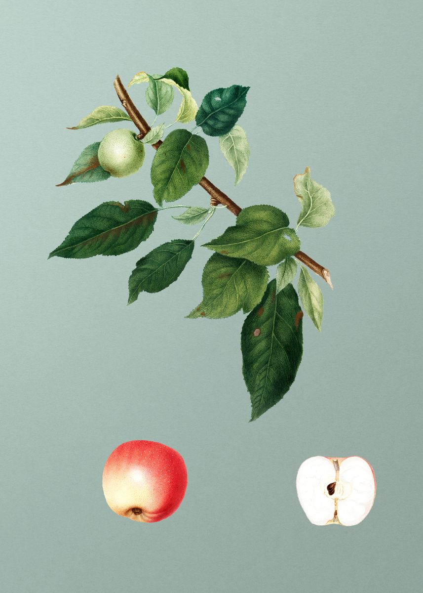 'Vintage Apple Fruit Poster' Poster by Holy Rock Design | Displate