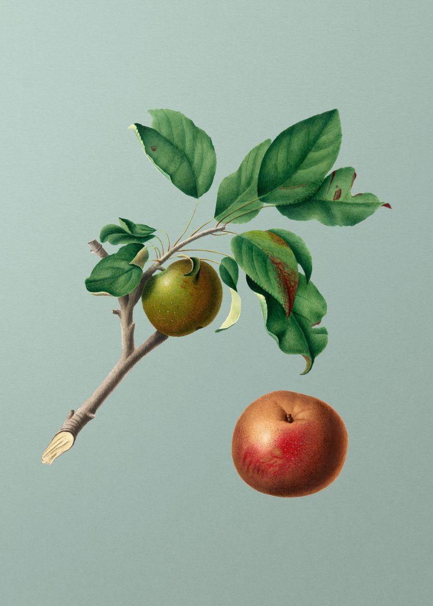 'Vintage Apple Fruit Poster' Poster by Holy Rock Design | Displate