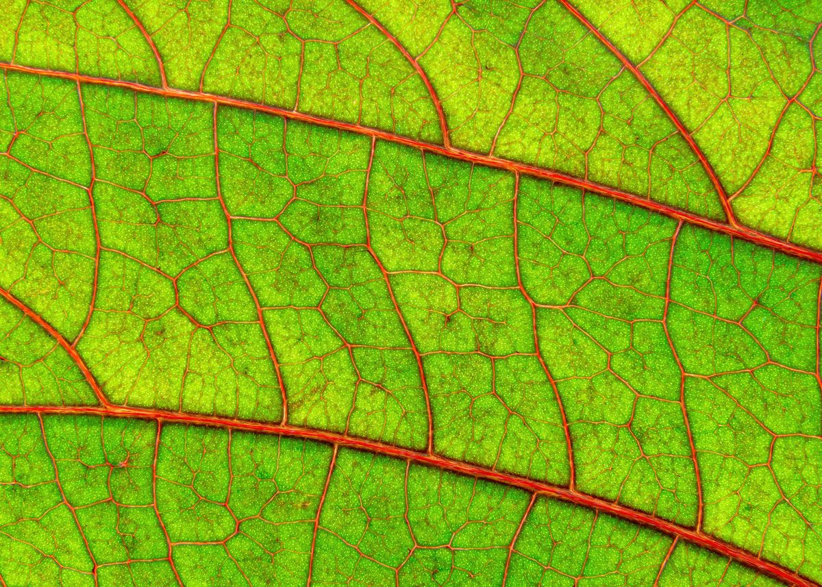 'Red Veins on Green Leaf' Poster by Sunshower Shots | Displate