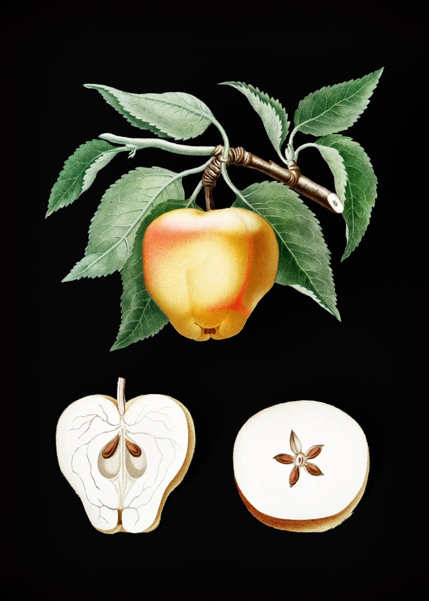 'Vintage Carla Apple Fruits' Poster, picture, metal print, paint by ...
