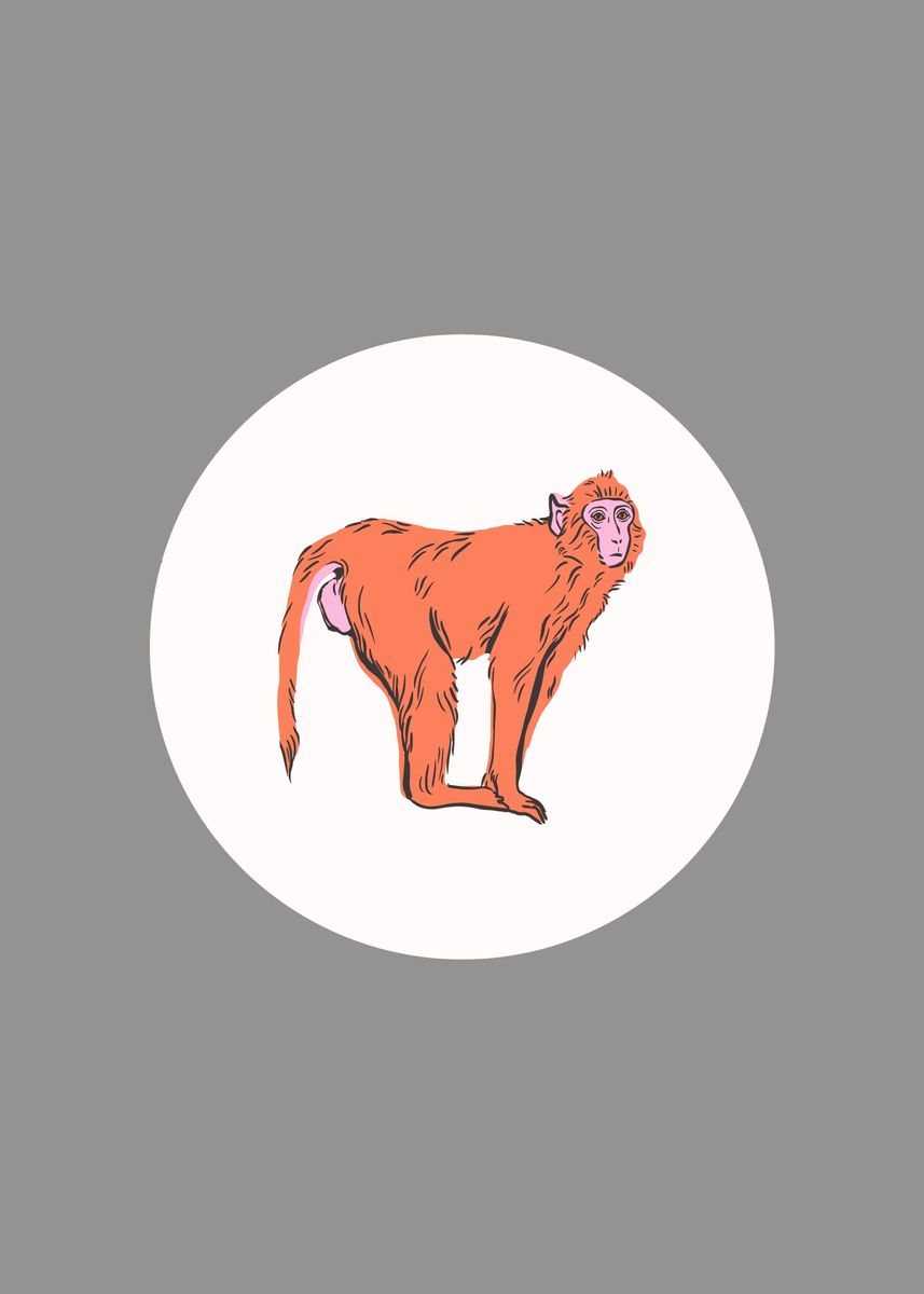 'Minimalistic Baboon' Poster, picture, metal print, paint by OLSO N ...