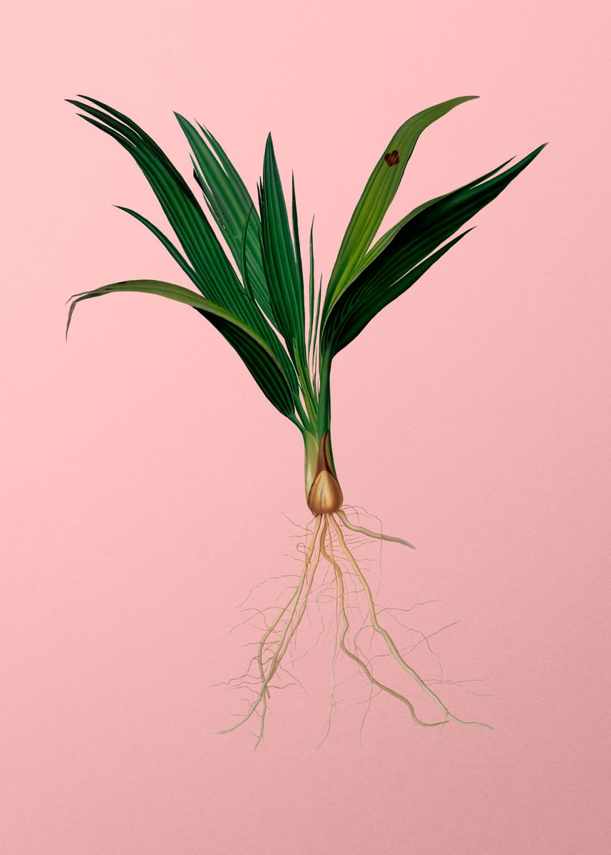 'Vintage Date Palm Tree Art' Poster, picture, metal print, paint by ...