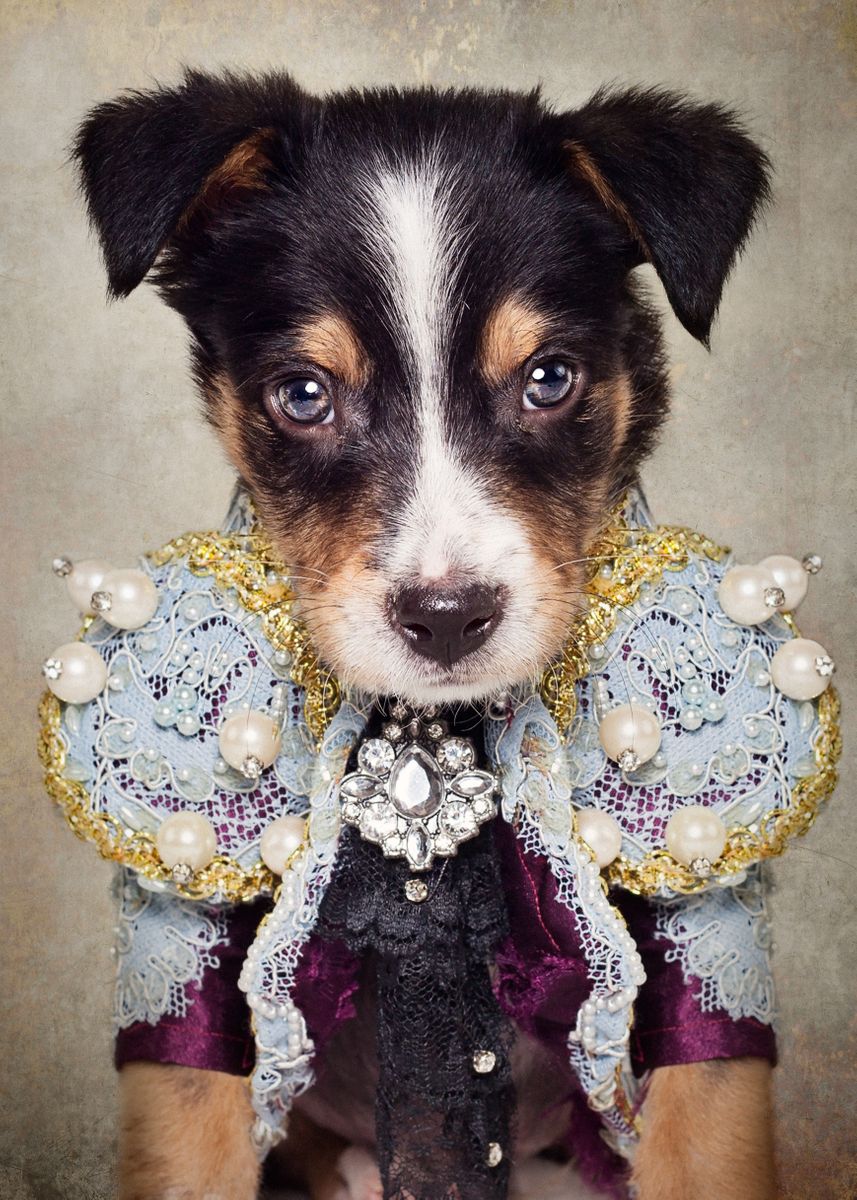 'Fashion Dog' Poster, picture, metal print, paint by World Class Photos ...