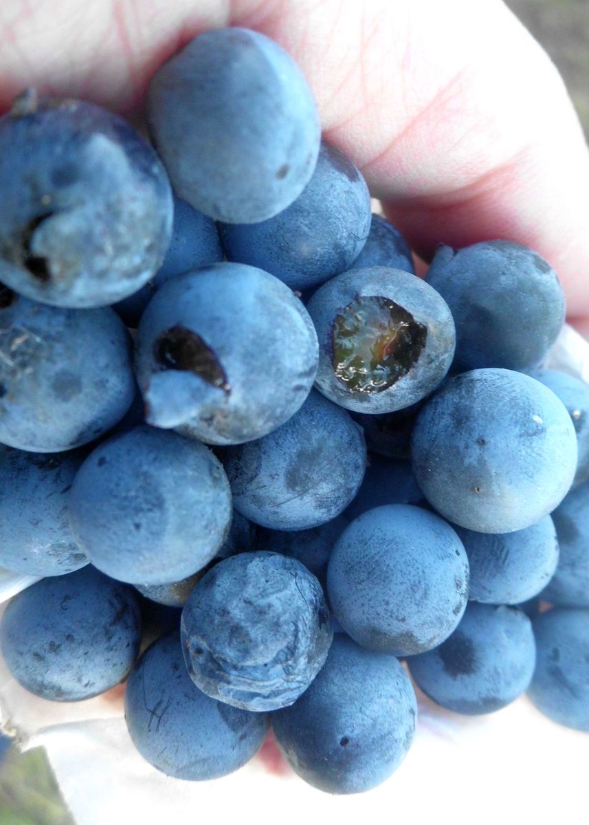 'Sloe fruits' Poster by Edy Art Space | Displate