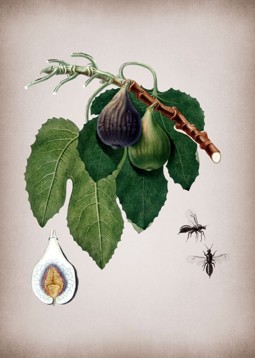 'Vintage Fig Fruits Poster' Poster, picture, metal print, paint by Holy ...